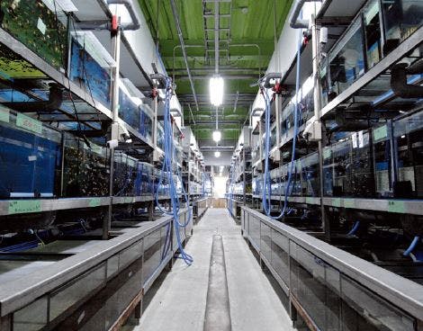 活性化する観賞魚用市場、国内屈指の企業グループ「カミハタ養魚グループ」の取り組みとは？ _流通・小売業界 ニュースサイト【ダイヤモンド ...